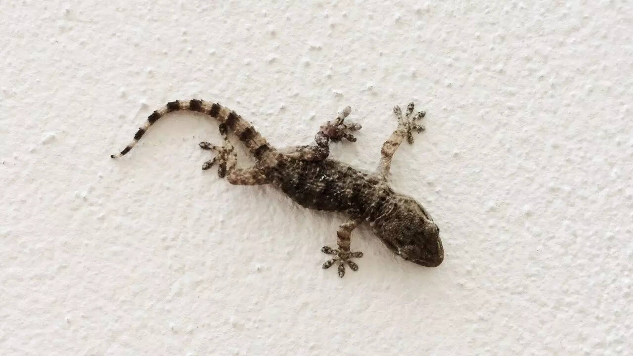 Where do house lizards lay their eggs: 10 hidden indoor spots you ...