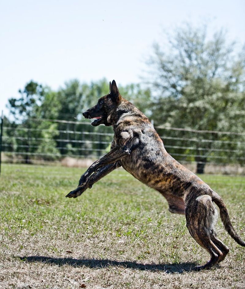 10 Key Facts About Dutch Shepherd Dogs
