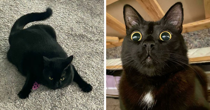 38 Of The Cutest Black Cats From “OneBlackBraincell” Community