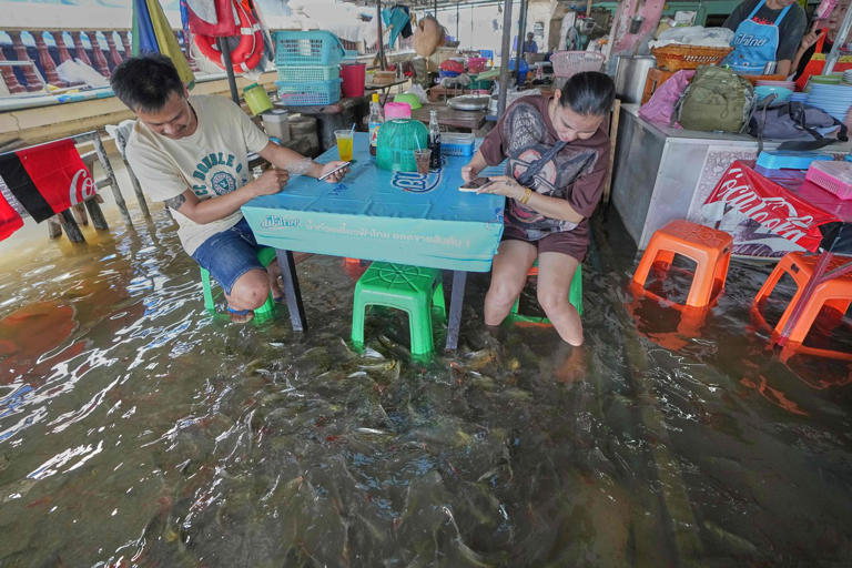 A flooded restaurant in Thailand brings delight with swimming fish ...