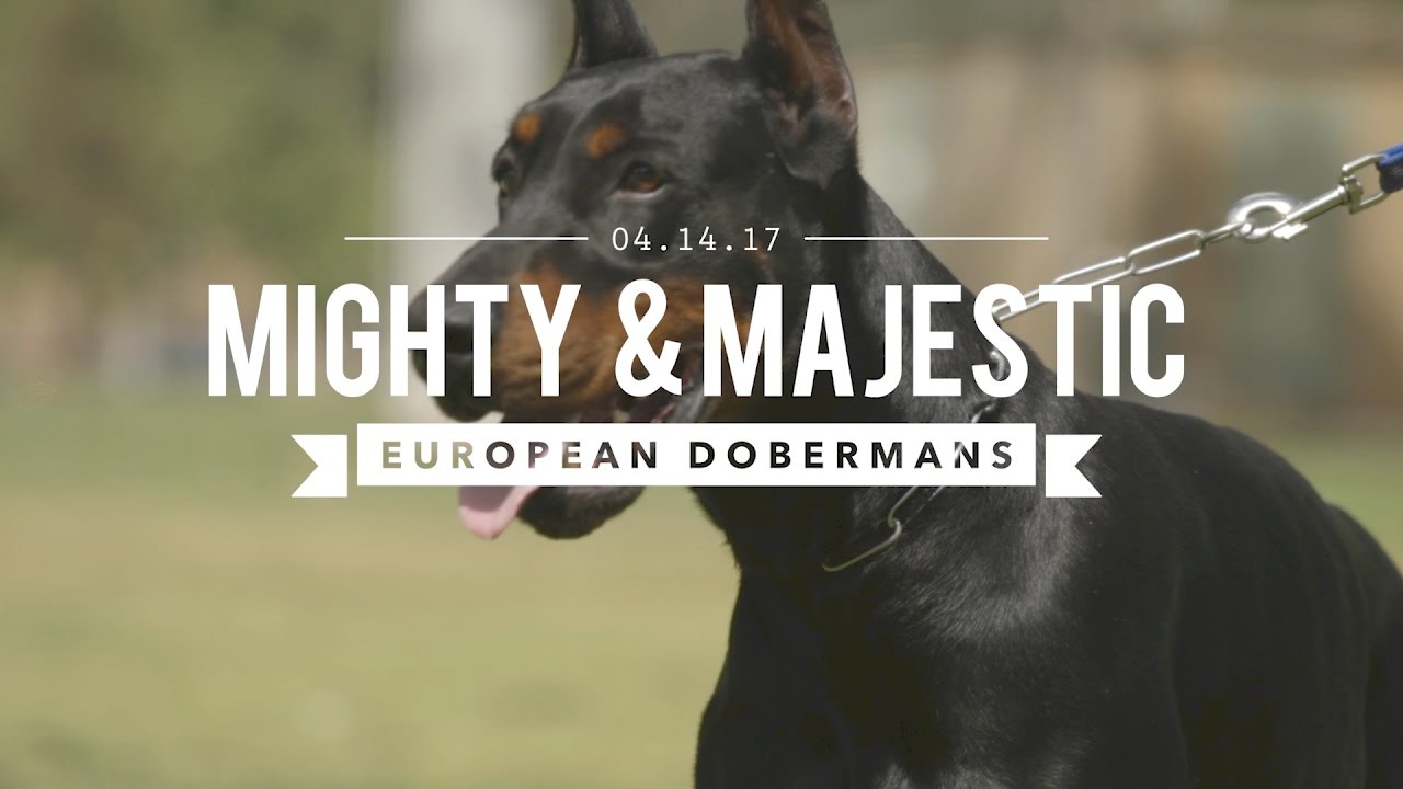 The European Doberman Pinscher: Mighty & majestic