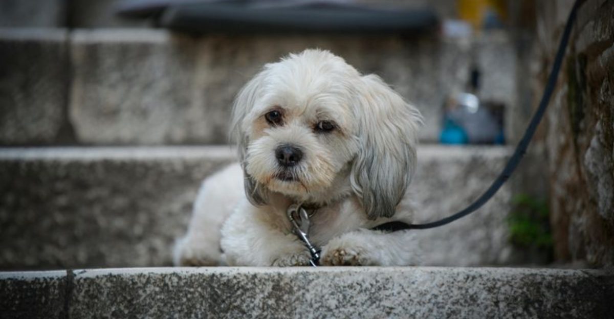 17 Chill Dog Breeds Perfect for Quiet, Relaxed Homes