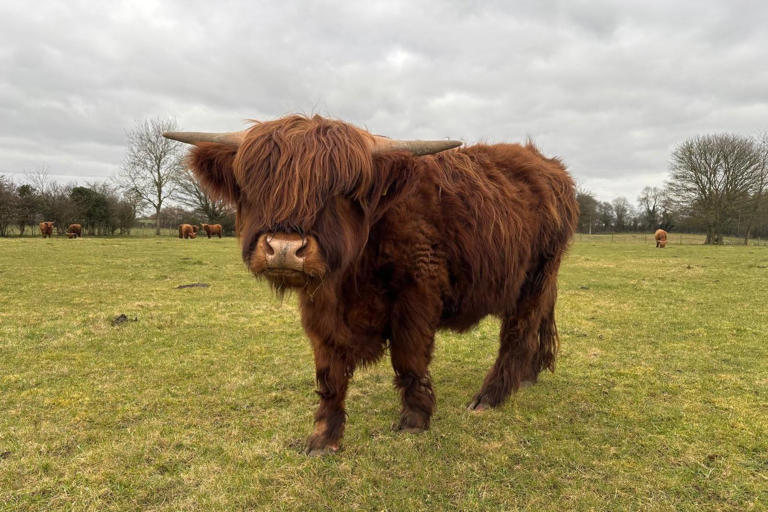 Santa afternoon tea with highland cows will open for three days only at ...