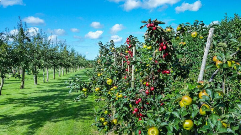 Why Apple Orchards Are Suddenly a Status Symbol