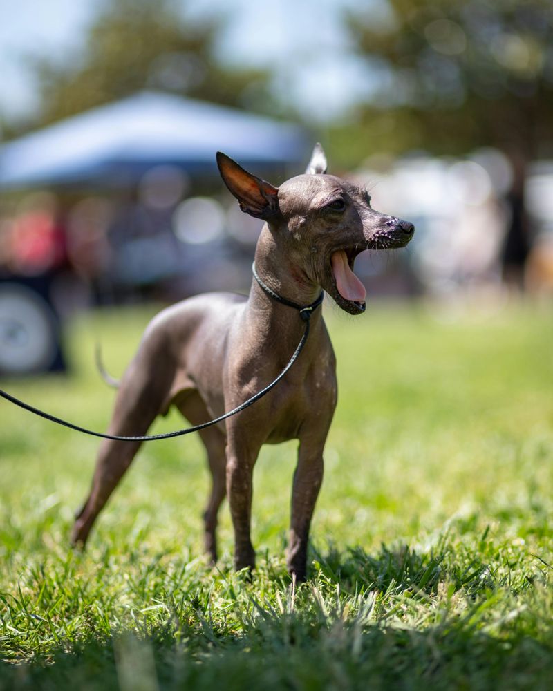 Dog Breeds That Would Never Win A Popularity Contest