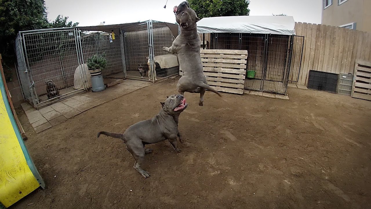 Amazingly muscled up bully dog shows off jumping ability