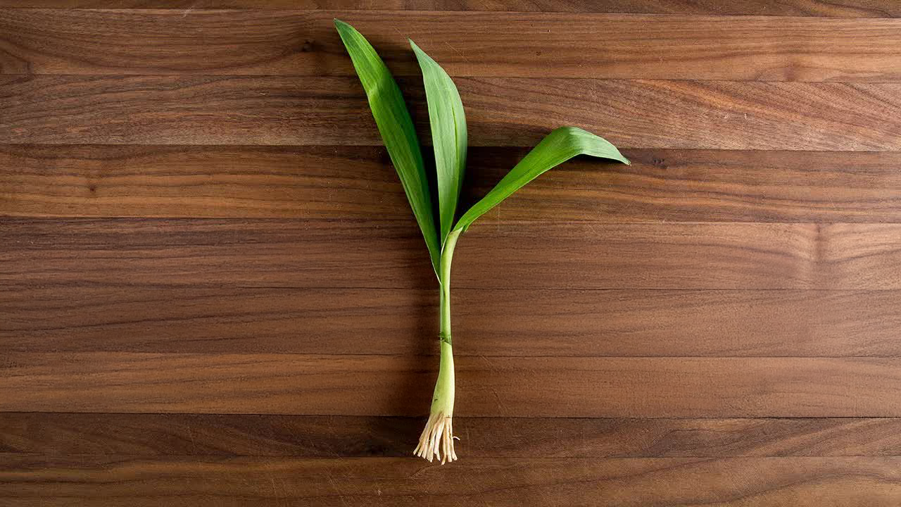 What Are Ramps and Why Chefs Are Obsessed with Them?