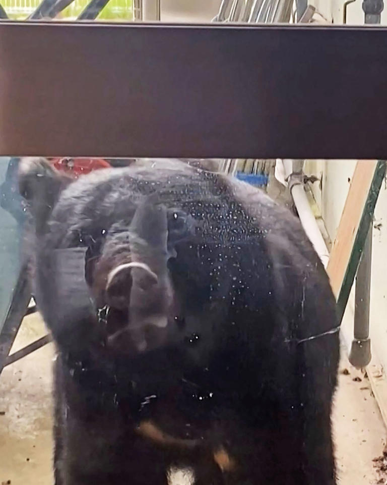 A grizzly warning to Americans: Beware bear attacks in Japan