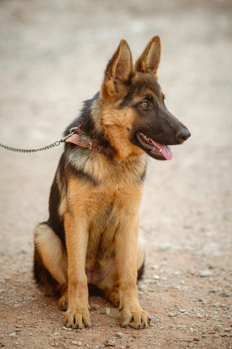 16 Protective Dog Breeds Families Trust to Guard the Home