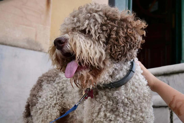 Abbandona la cagnolina e muore investita: uomo rischia fino a sette anni