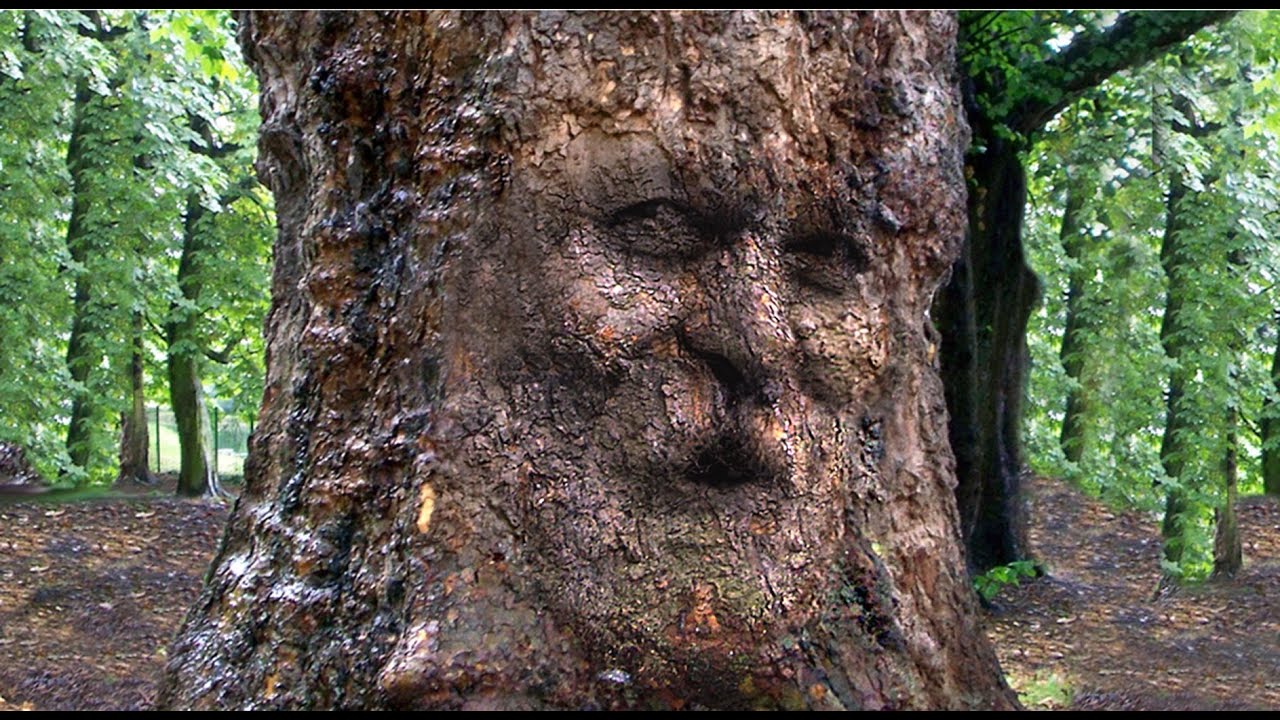 Photoshop tutorial: How to camouflage a face onto gnarly, tree bark