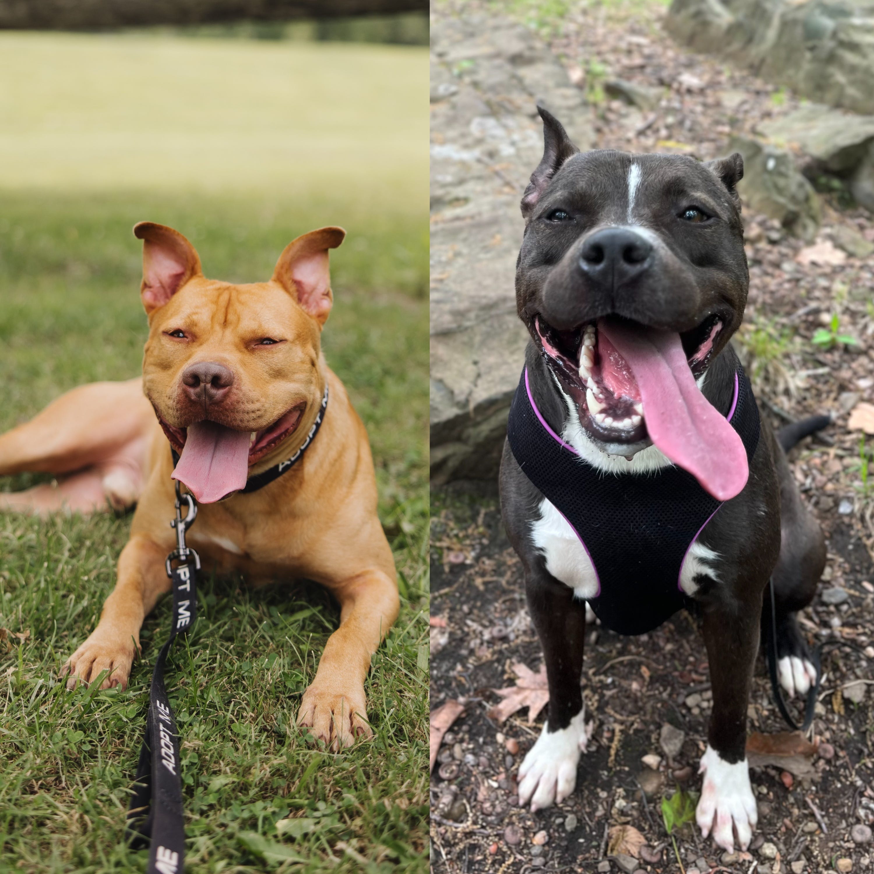 Meet the North Jersey adoptable pets of the week for Nov. 14 Berkeley ...