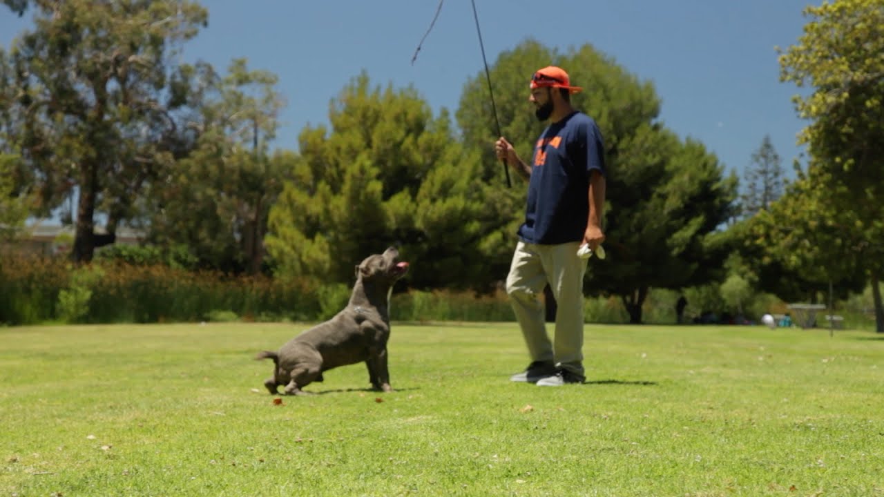 The magic of the flirt pole and working dog breeds