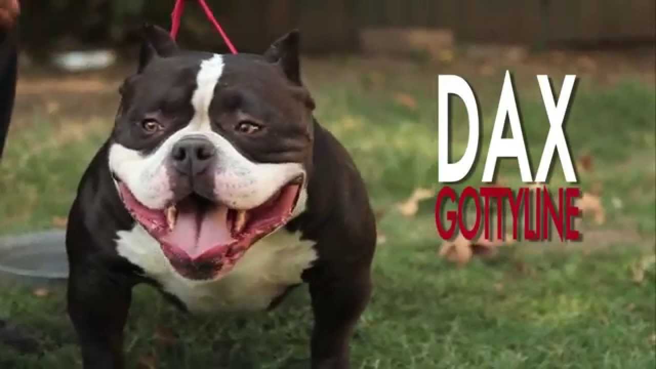 American bully - Gottyline Dax August 2012