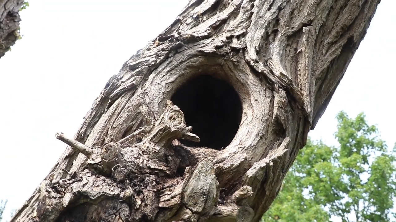 The amazing adaptations of the crack willow tree