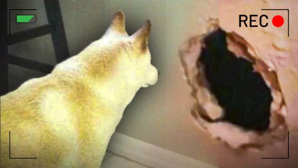 Intrigué par son chien qui fixe étrangement un mur, il installe une ...