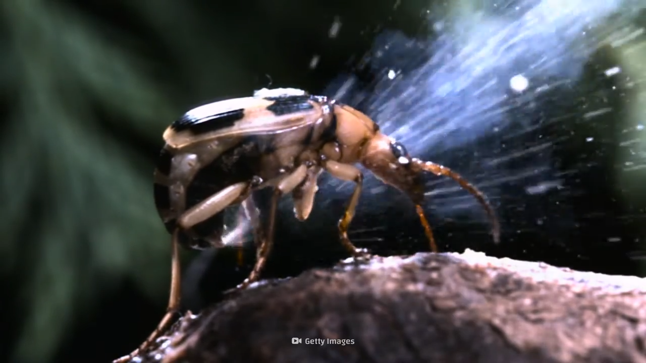 9 strange beetles you won’t believe actually exist