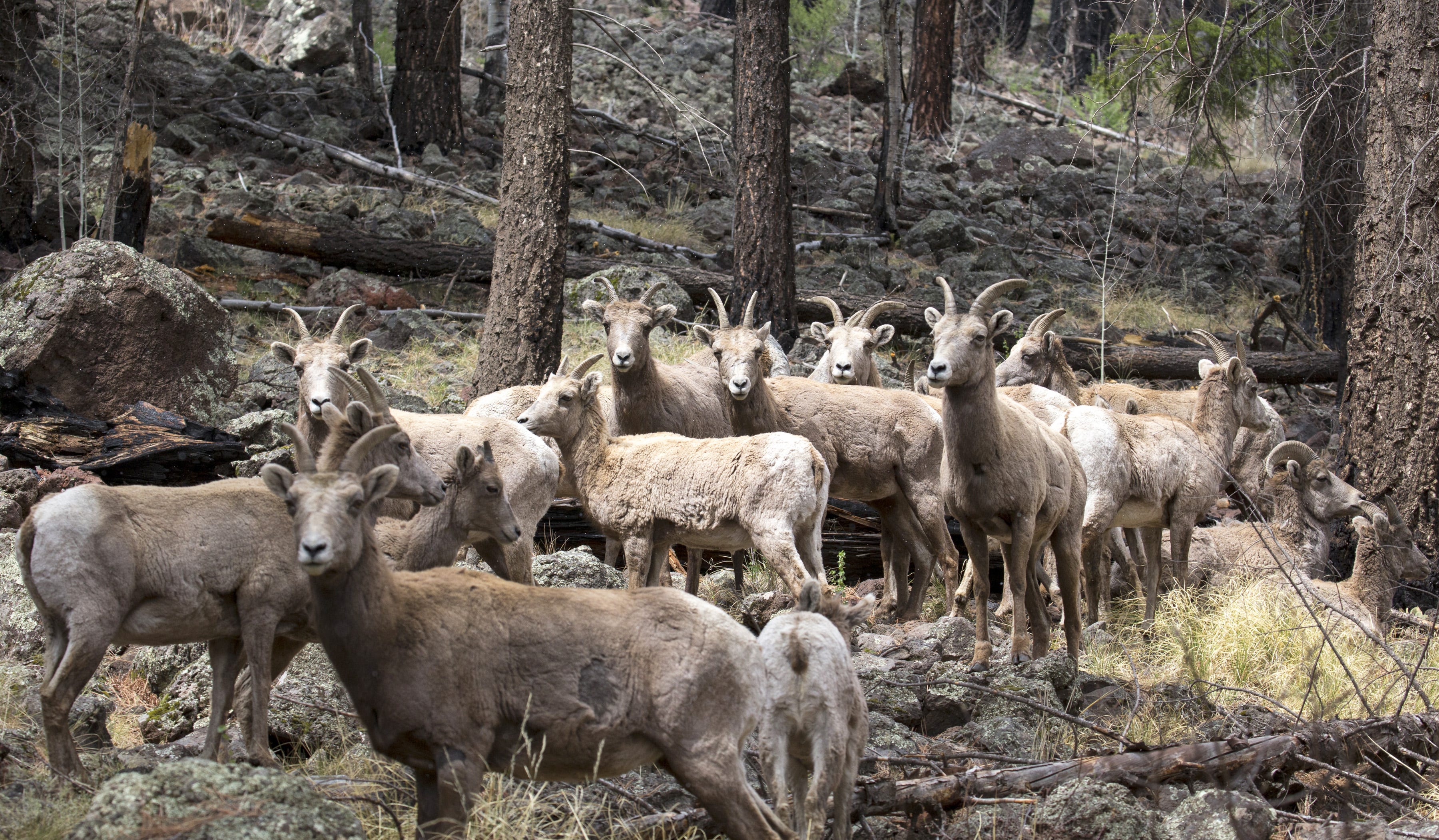 Bighorn sheep found safety in an Arizona copper mine. Now they're ...