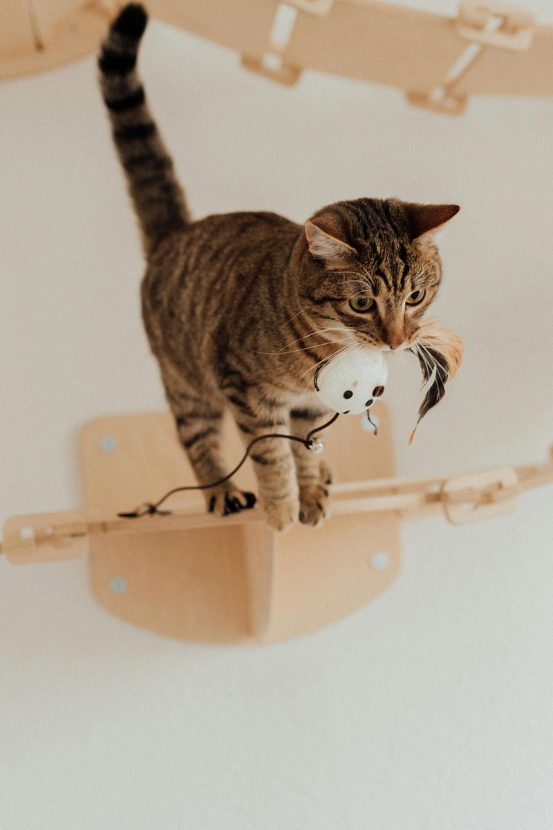 Scientists Say These 9 Activities Make Cats Truly Happy