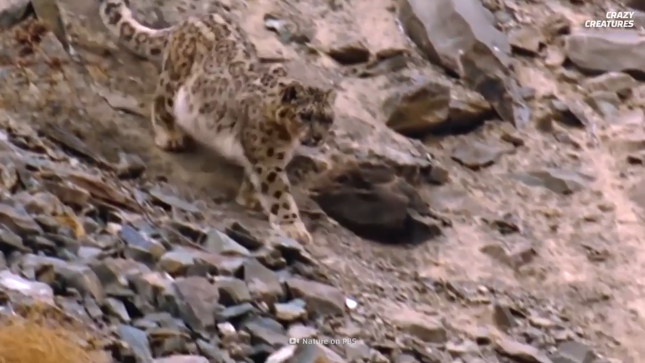Why snow leopards risk death for every meal