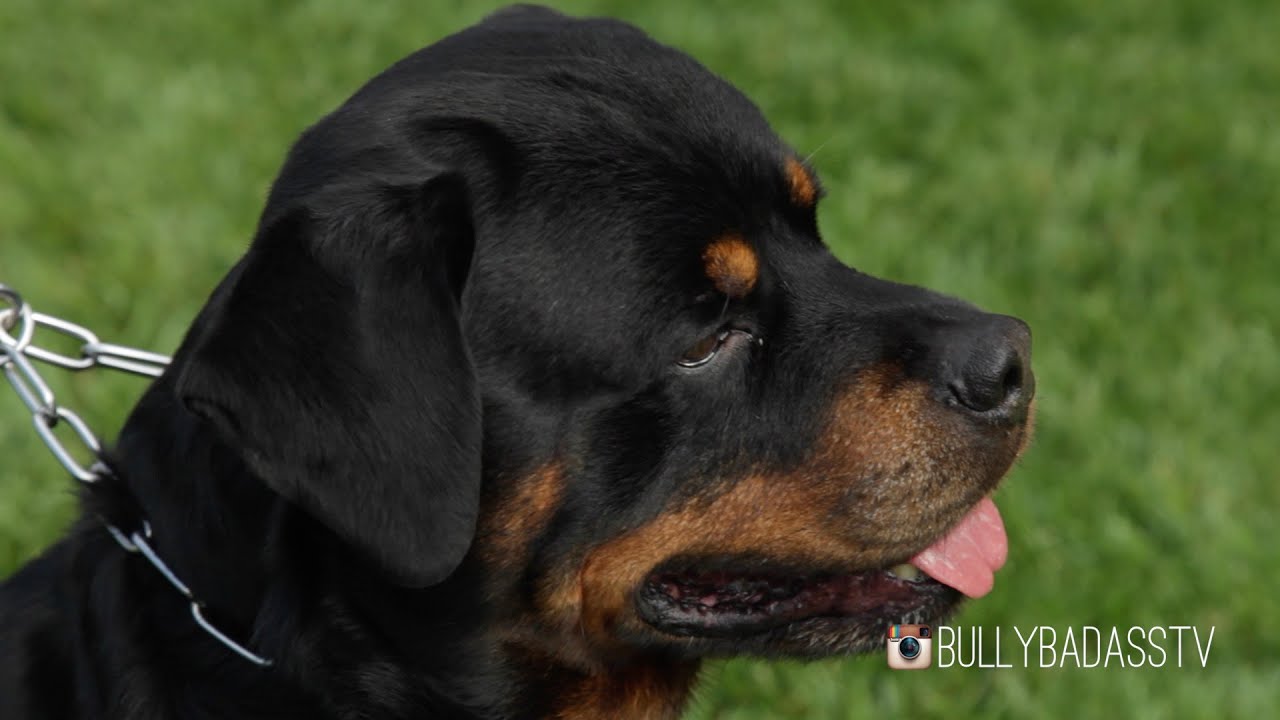 Rottweiler: A dog lover's introduction