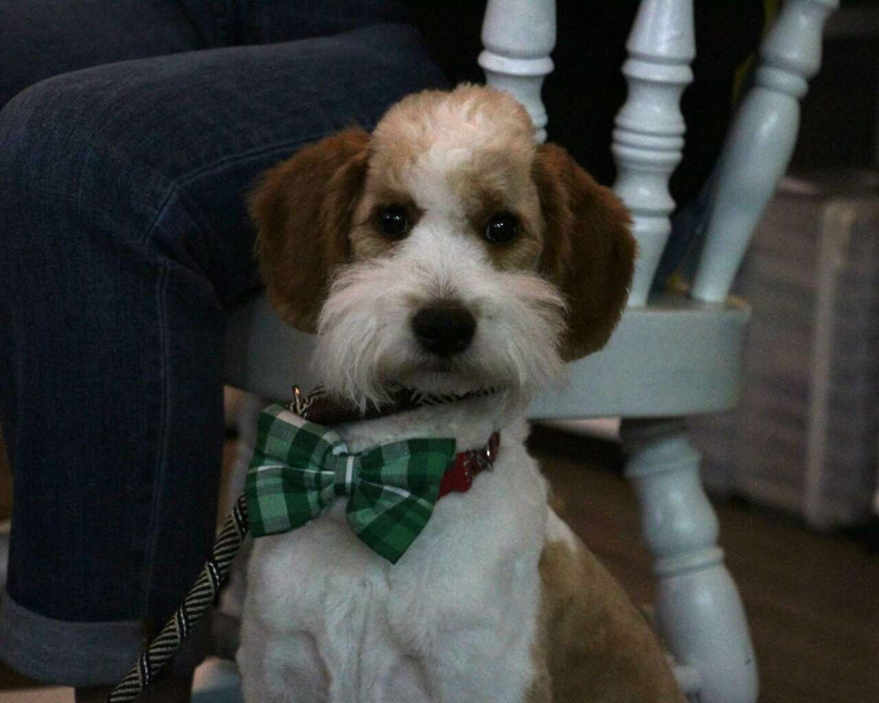 Scout the therapy dog lifts spirits across Laker Elementary
