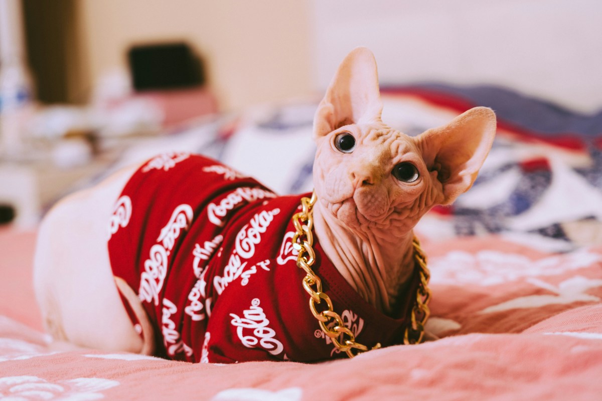 'Angel Boy' Sphynx Cat With Terminal Disease Has the Sweetest Bond With Mom