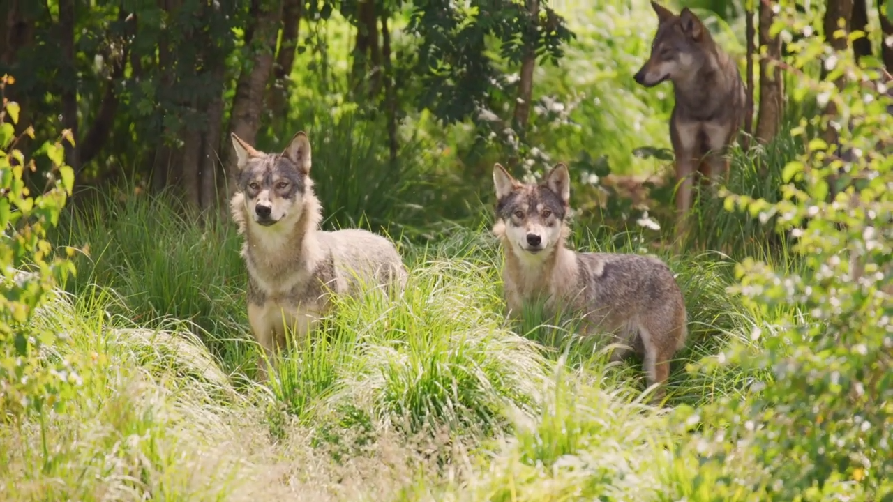 The predators that once ruled and should never return