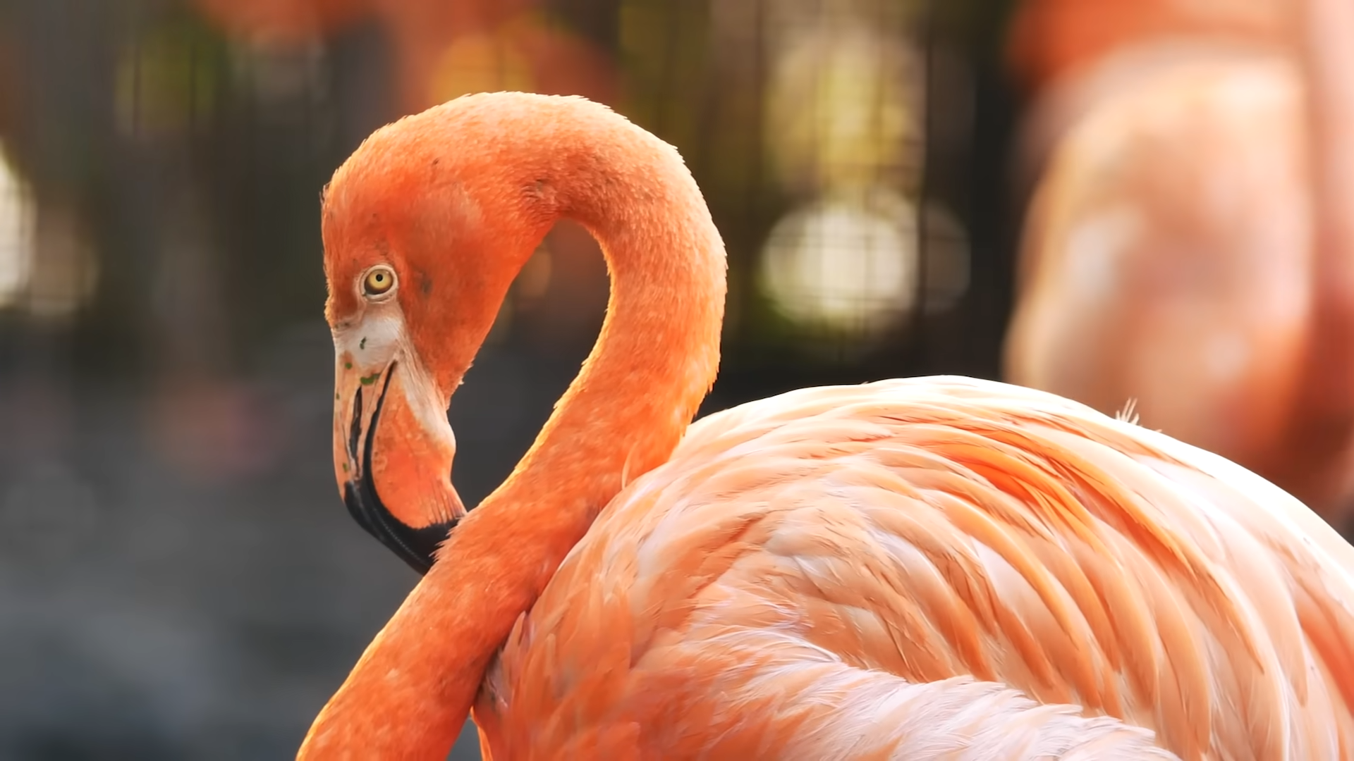 Which birds would dominate in a real-life battle royale?