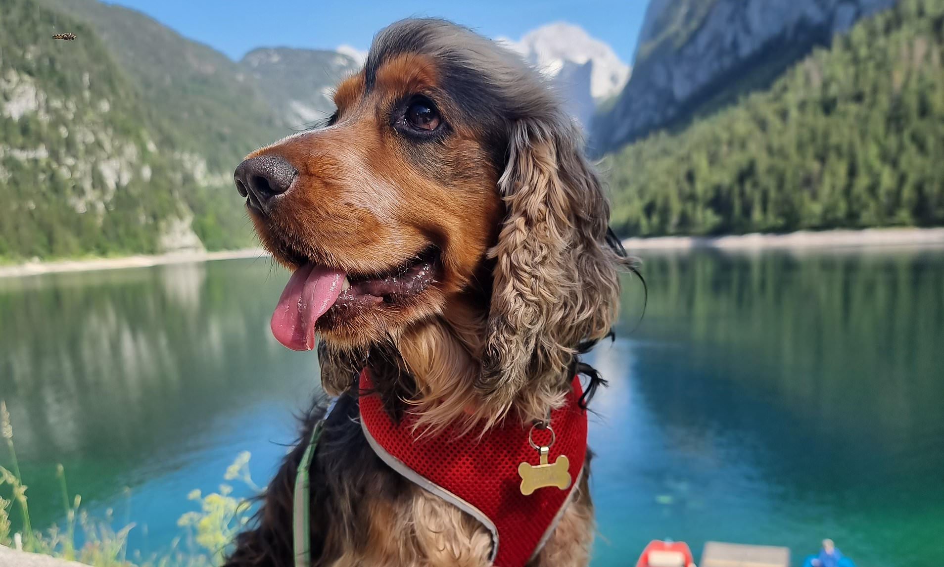 Globe-trotting SPANIEL travels whopping 30,000 miles across 16 countries