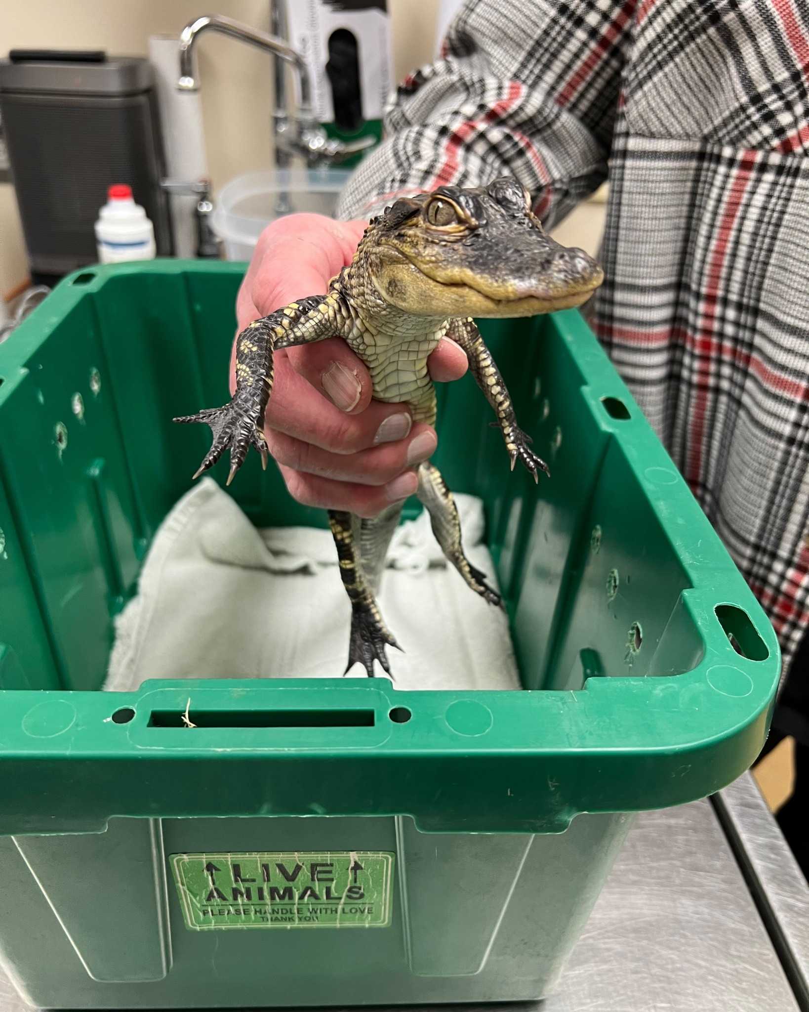 Baby alligator saved from chilly New England river