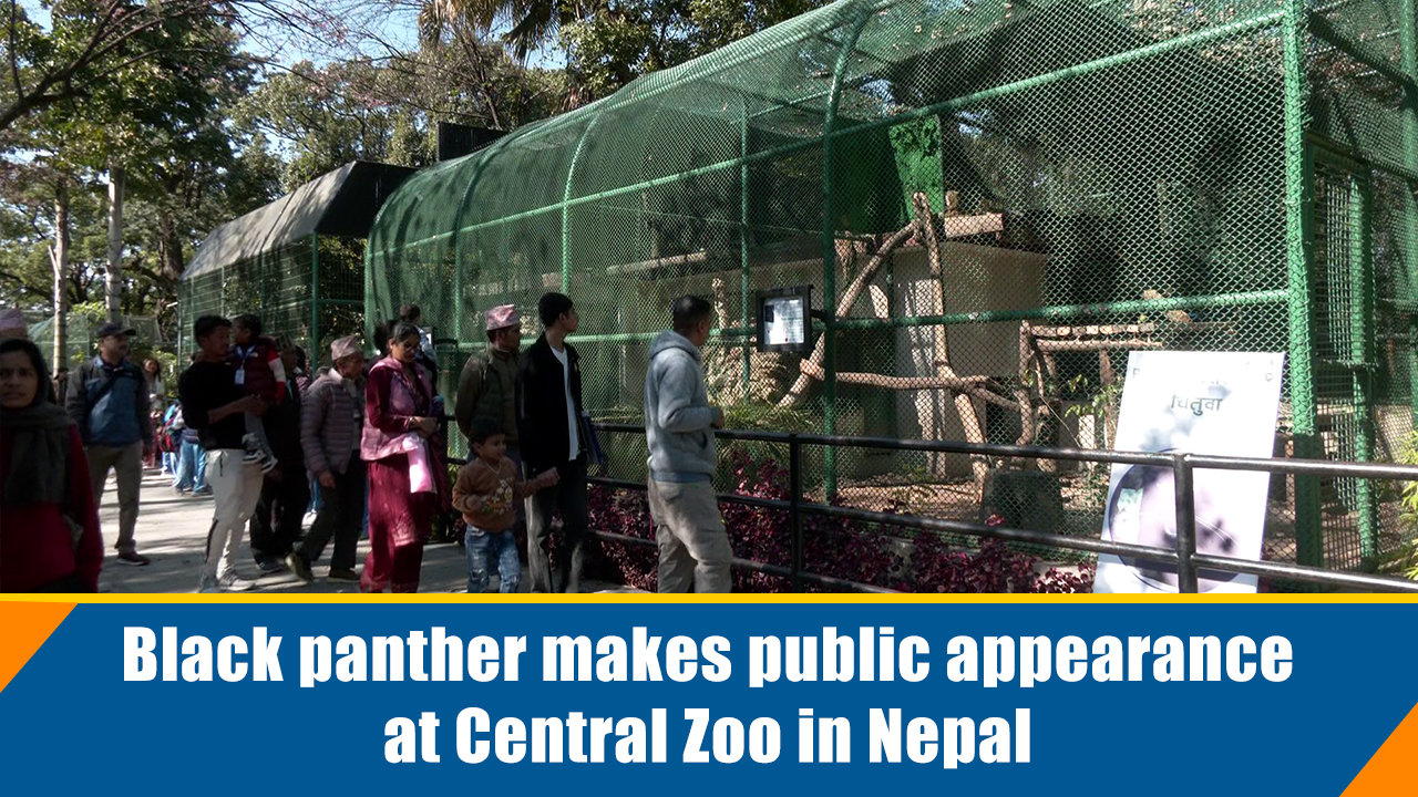 Black panther makes public appearance at Central Zoo in Nepal