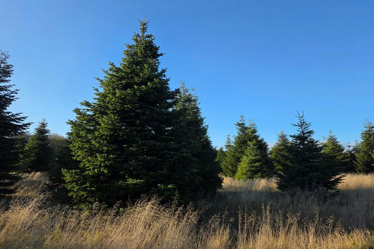 Grimsby Christmas tree revealed as town gets ready for festive season
