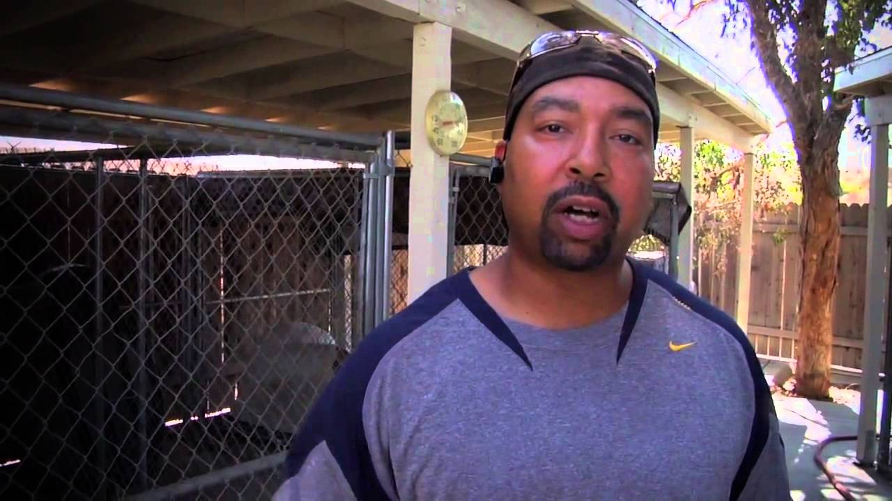 LEGENDARY AMERICAN BULLY KENNEL - PRATT'S PITS