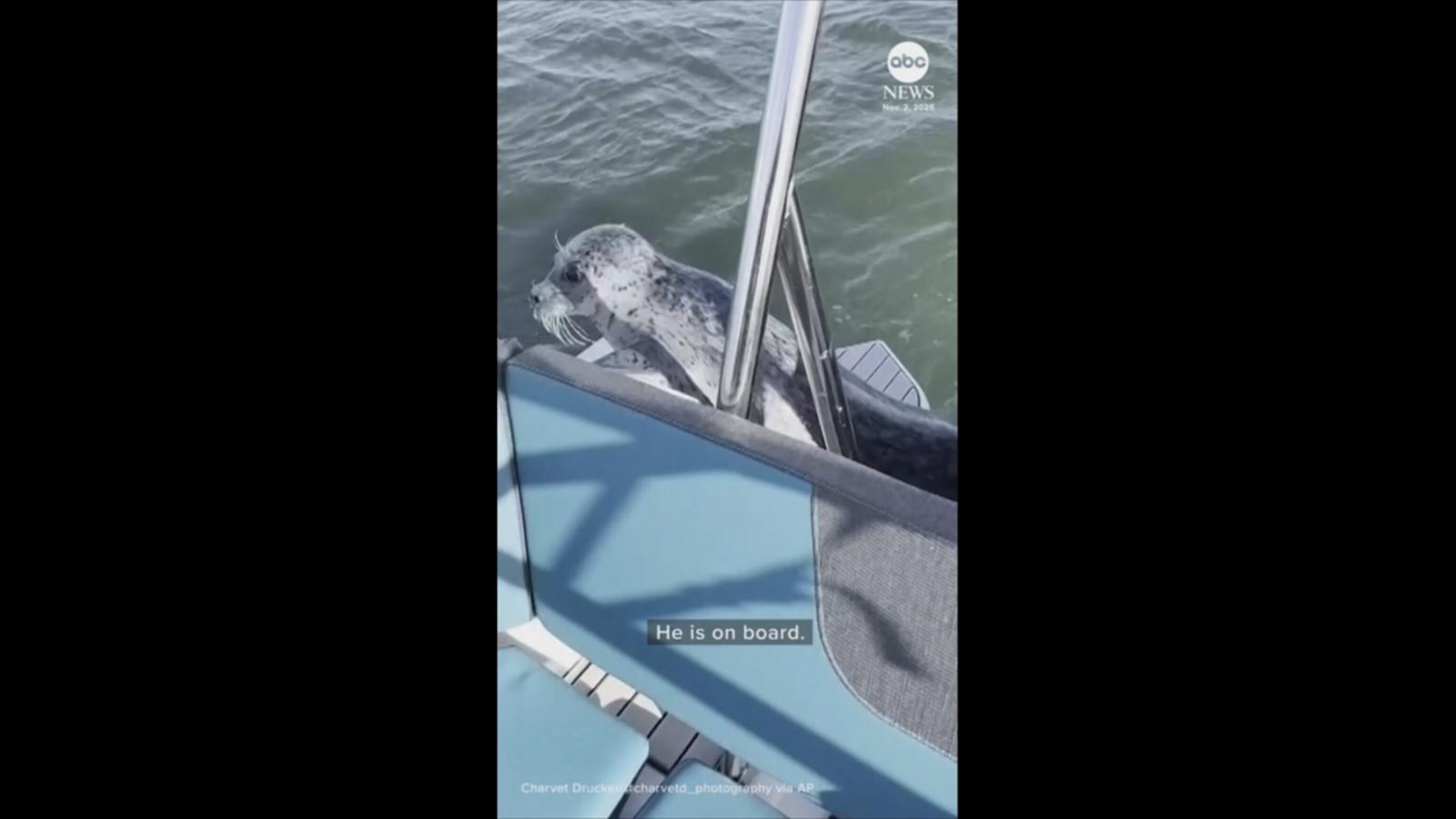 Seal escapes orca hunt by jumping onto wildlife photographer's boat