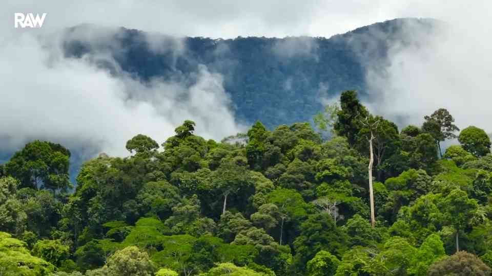 Bornéo Le Visage D’Un Monde En Danger Révélé
