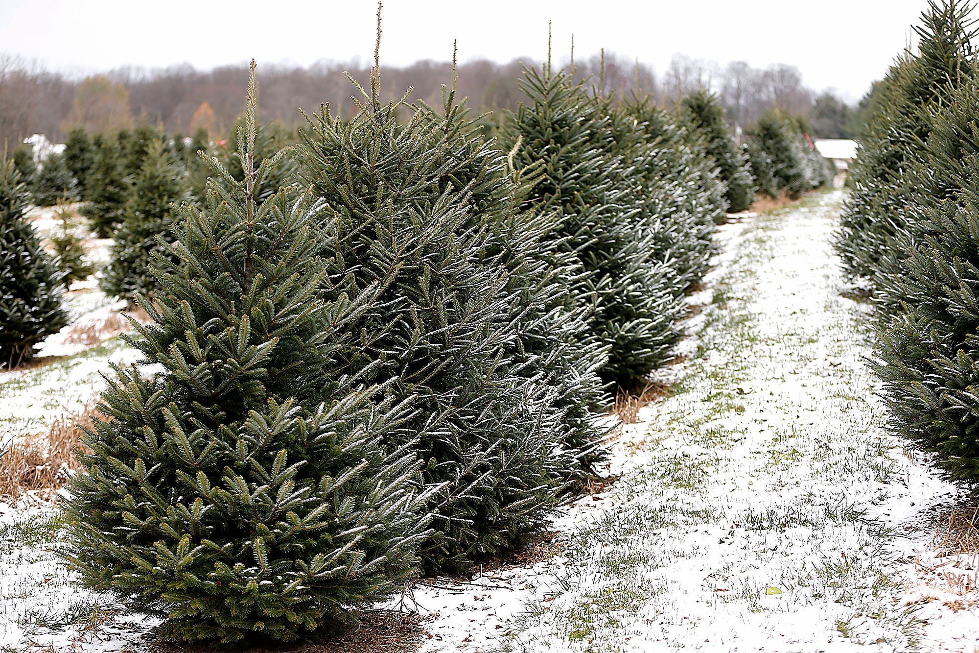 Want to cut your own Christmas tree this season? Here's where to saw ...