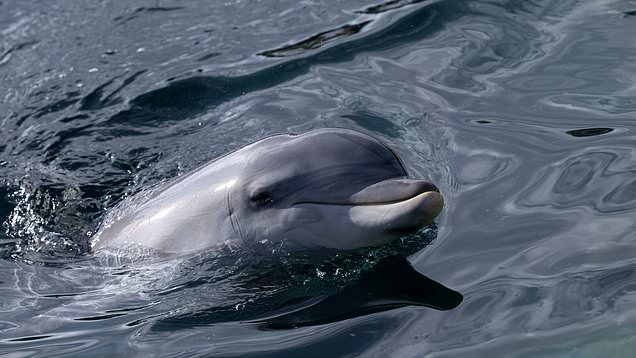 Fishermen rescue baby dolphin trapped in a net