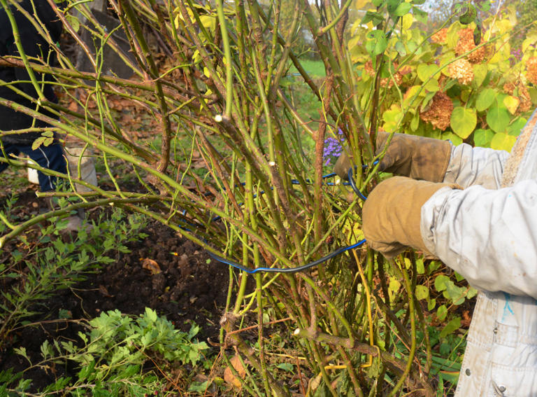 How to Winterize Your Rose Bushes Before the Cold Settles In