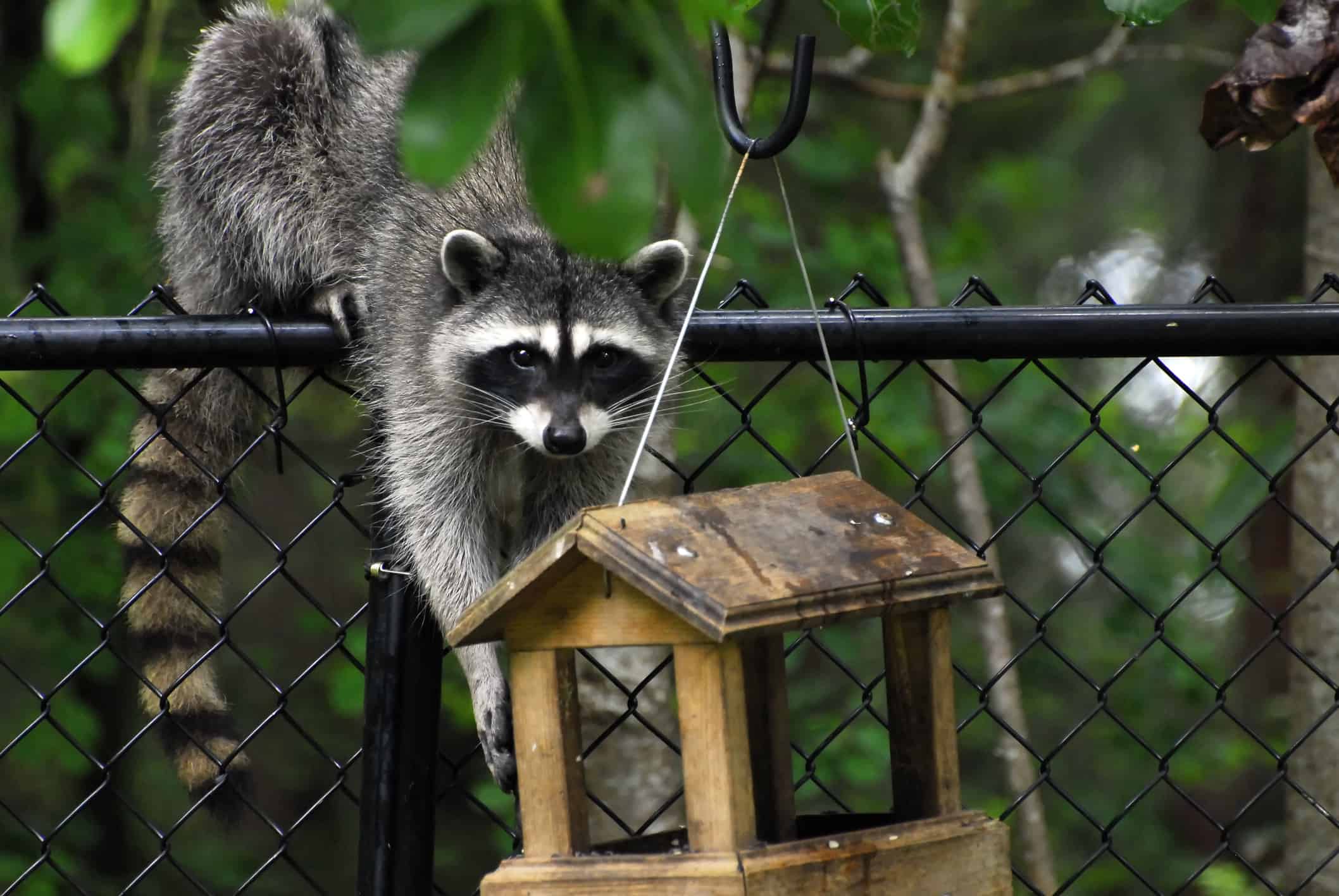 Are you sharing your house with raccoons?