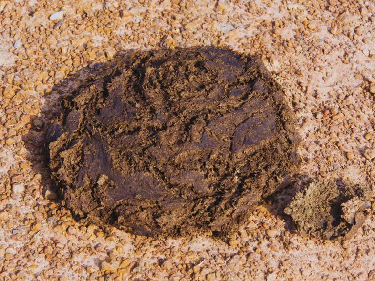 This village in South India celebrates a unique ‘cow poop festival ...