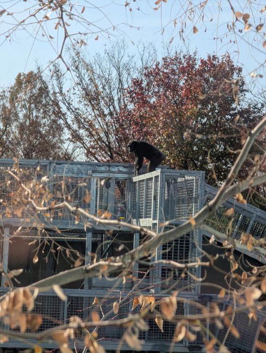Chimp recaptured after escaping Indianapolis Zoo exhibit