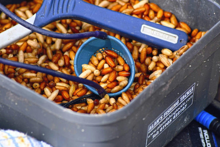 How to catch more fish on the waggler