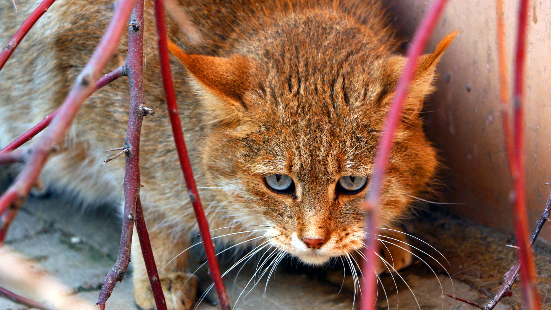 These 8 Wild Cats Are Experts At Dodging Humans
