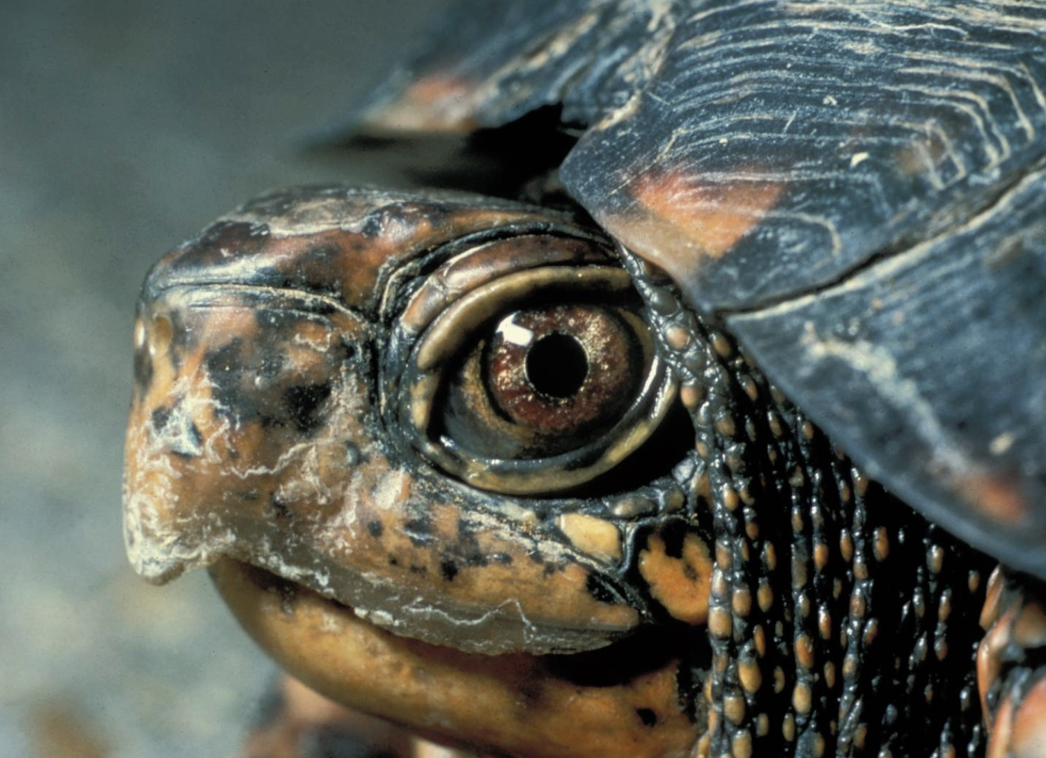 Paw-sitive vibes: Meet the cute & cuddly critters of the Smoky Mountains