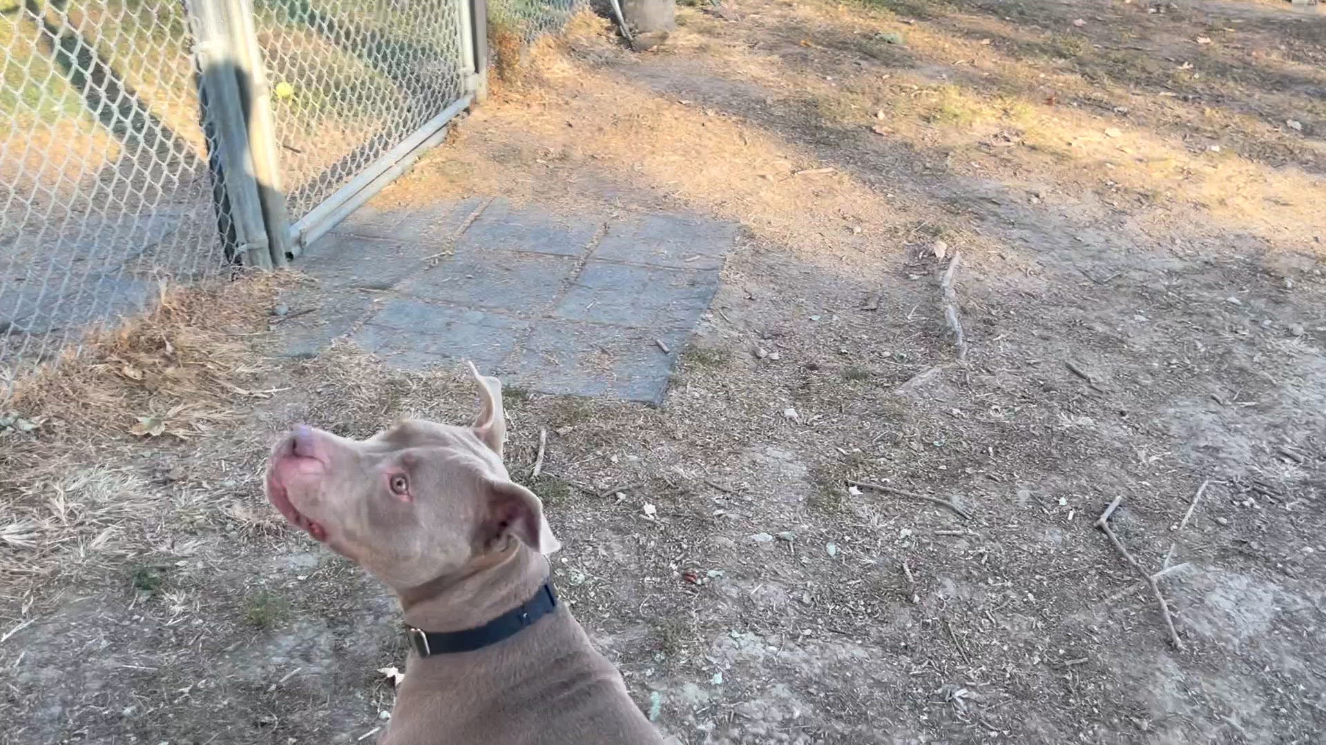 'Happy-go-lucky and energetic': Meet Crown, the Nebraska Humane Society ...