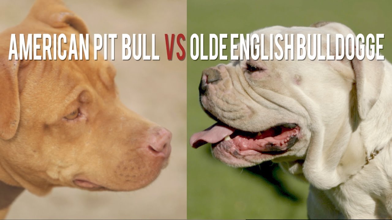 American pit bull terrier vs. Olde English bulldogge the original and ...