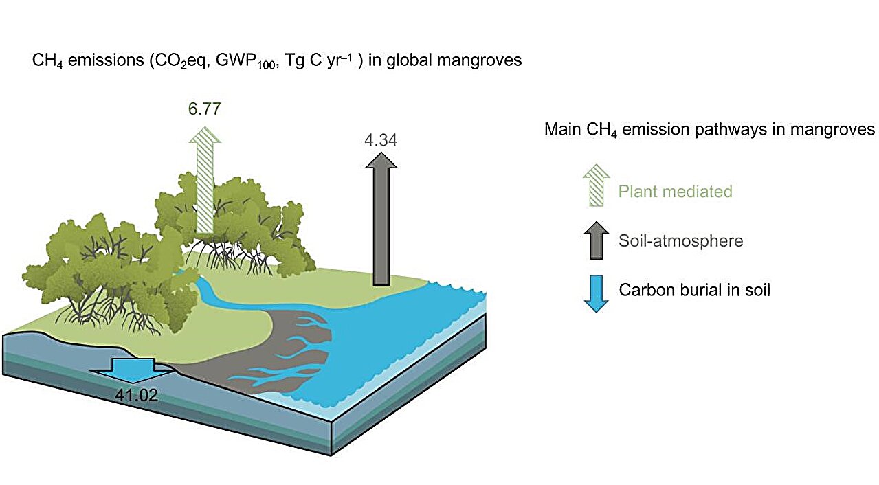 Offsetting blue carbon benefits: Mangrove tree stems identified as ...