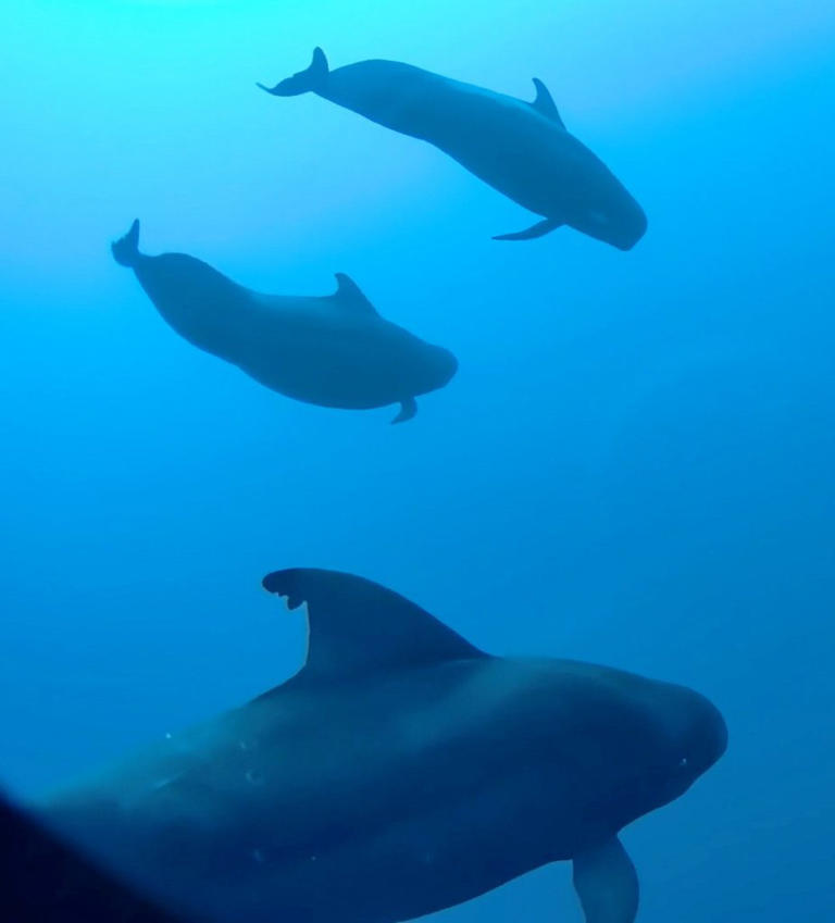 Study finds whales can eat more than 200 squid a day