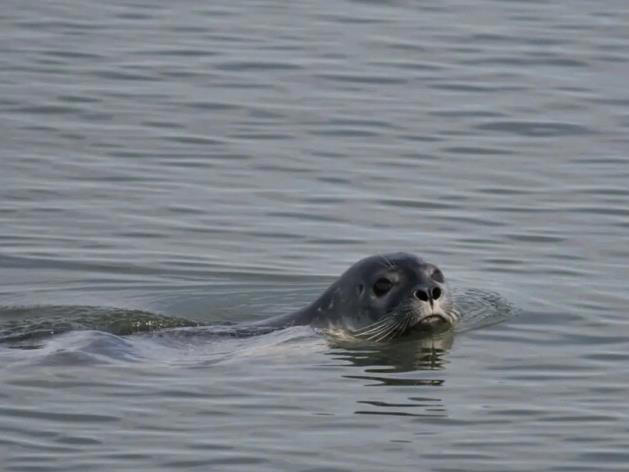 De l’aide demandée pour valoriser les produits du phoque